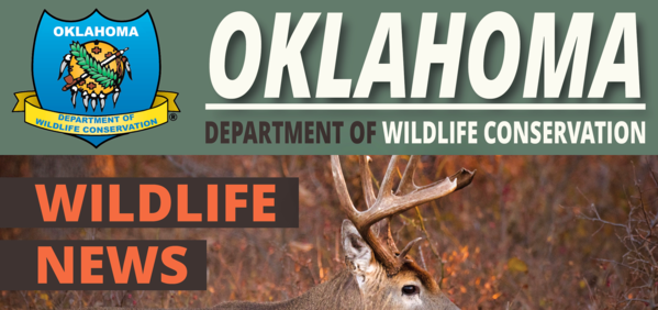 Endangered Flock Makes 2,500 Mile Tour of North America with Stops in ...