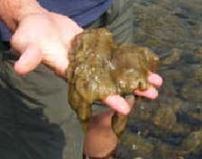 Build A Info About How To Get Rid Of Didymo - Welfareburn20