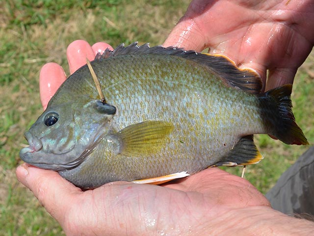 Sunfish | Oklahoma Department of Wildlife Conservation