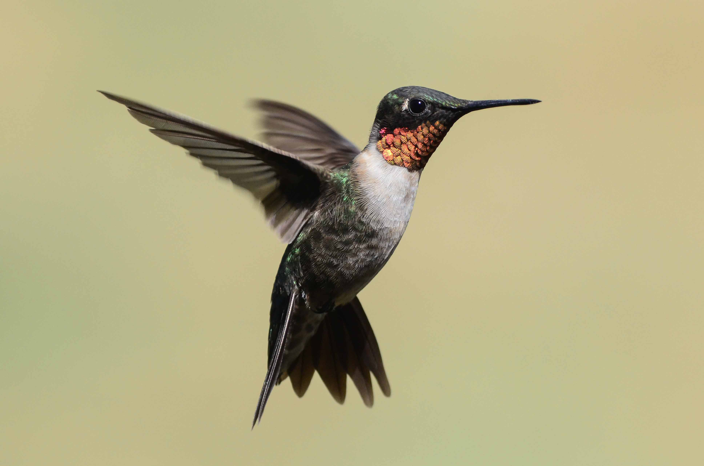 Ruby-throated Hummingbird | Oklahoma Department of Wildlife Conservation