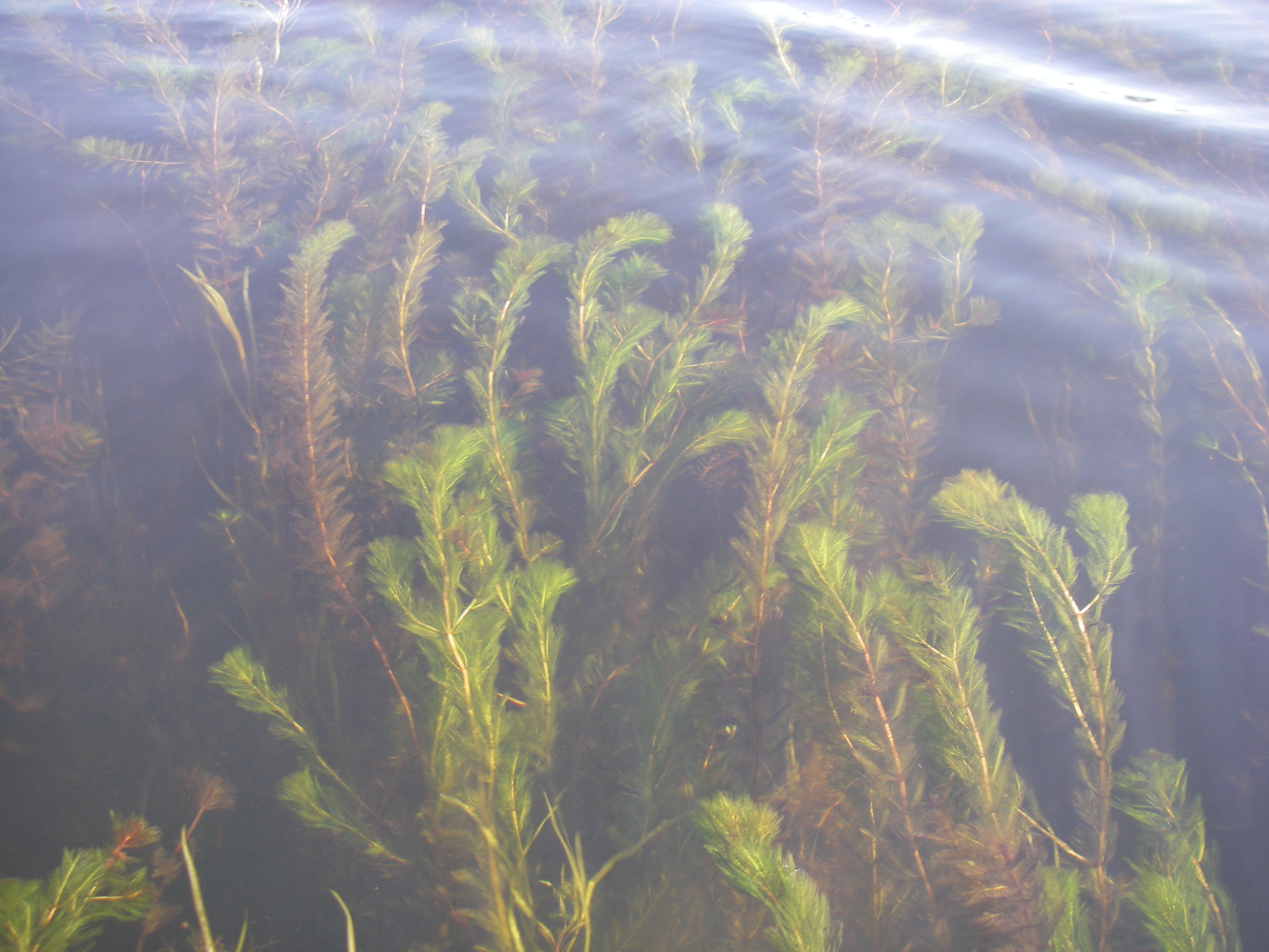Eurasian Watermilfoil (Myriophyllum spicatum) | ODWC