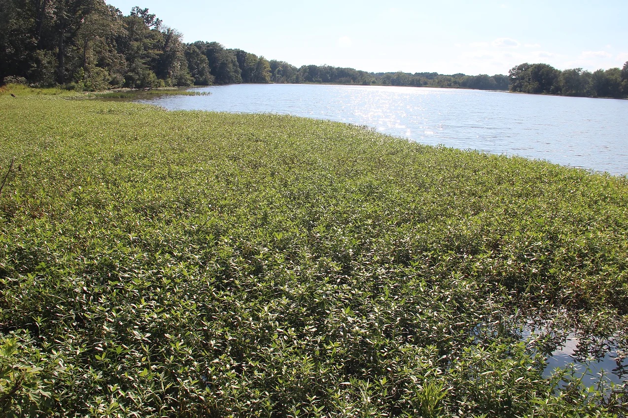 Alligator Weed (Alternanthera philoxeroides) | ODWC