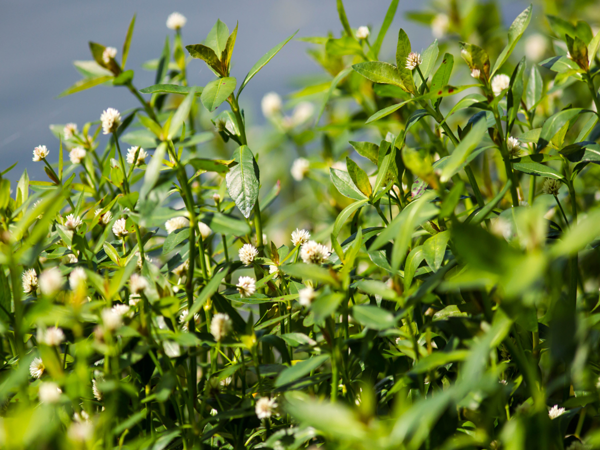 Alligator Weed (Alternanthera philoxeroides) | ODWC