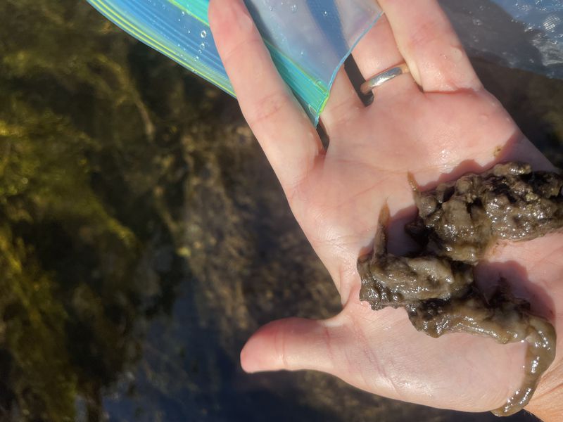 ANS Algae | Oklahoma Department of Wildlife Conservation