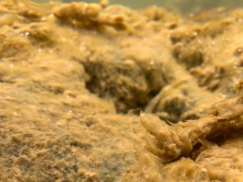 ANS Algae | Oklahoma Department of Wildlife Conservation