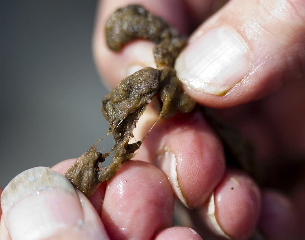 Didymo | Oklahoma Department of Wildlife Conservation