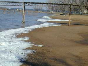 Golden Algae (Prymnesium parvum) | Oklahoma Department of Wildlife ...