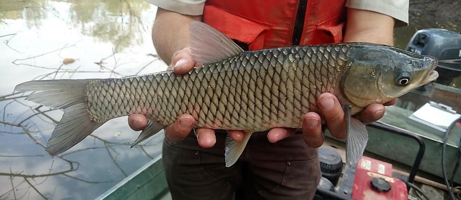ANS Fish | Oklahoma Department of Wildlife Conservation