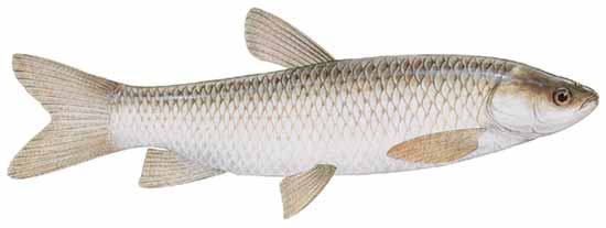 Grass Carp (Ctenopharyngodon idella) | Oklahoma Department of Wildlife ...