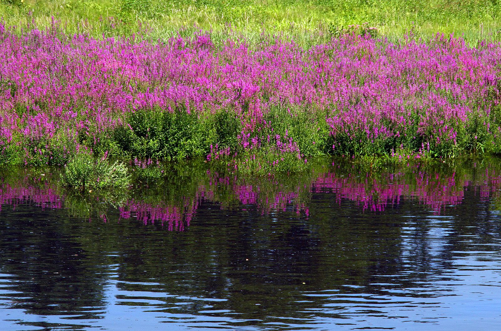 Purple Loosestrife (Lythrum salicaria) | ODWC