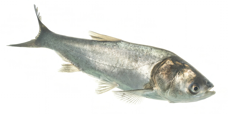 Silver Carp (Hypophthalmichthys molitrix) | Oklahoma Department of ...