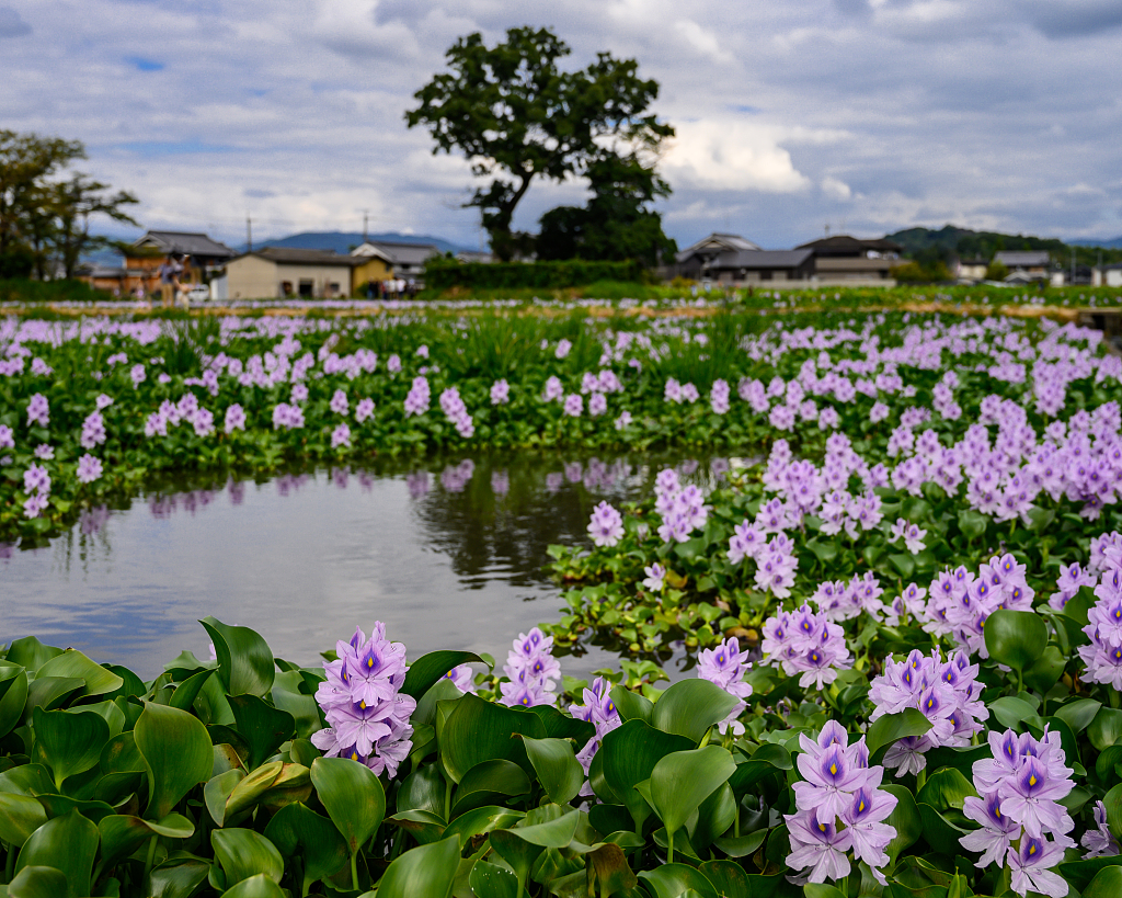 Water Hyacinth (Eichhornia crassipes) | ODWC