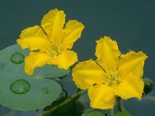 Yellow Floating Heart (Limnanthemum peltatum) | ODWC