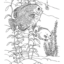 wildlife perserve coloring pages