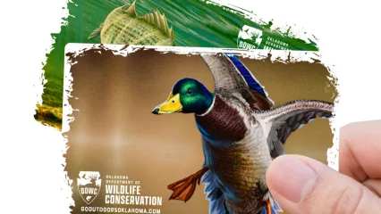 New Field Tags on Go Outdoors Oklahoma Provide Option for Big Game ...