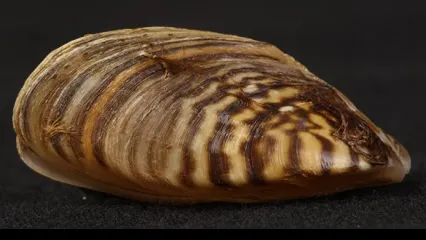 Zebra Mussel (Dreissena polymorpha) | Oklahoma Department of Wildlife ...
