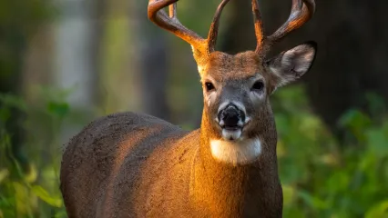 Hunting Resources | Oklahoma Department of Wildlife Conservation