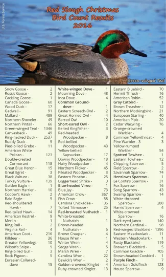 Christmas Birds Counted at Red Slough WMA | Oklahoma Department of ...