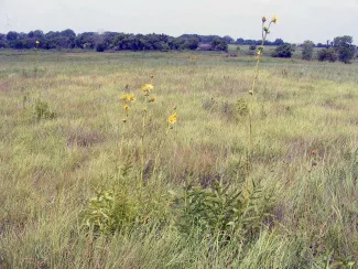 CRP Field_KJ_RED.jpg | Oklahoma Department of Wildlife Conservation