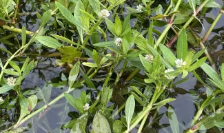 Alligator Weed | Oklahoma Department of Wildlife Conservation