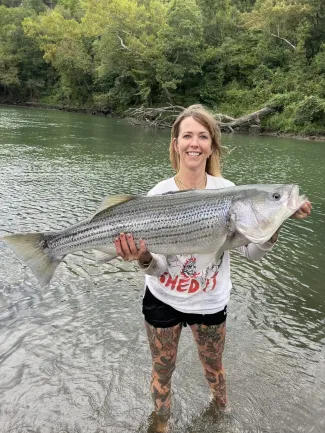 Bass, Striped (1108)/Christy Rhynes | Oklahoma Department of Wildlife ...